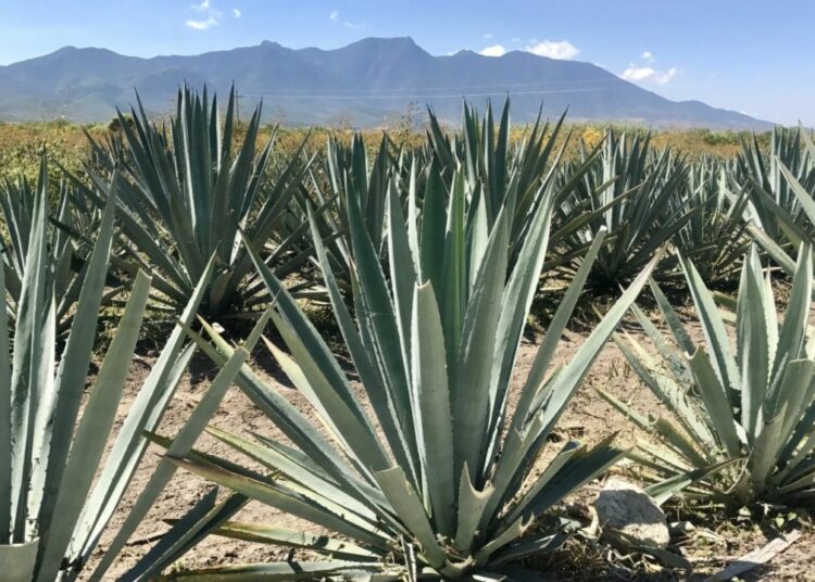 Puebla invirtió 900 millones de pesos en agave mezcalero - MGM Noticias